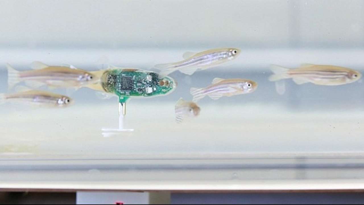 Un poisson robot capable de changer le comportement d’un vrai poisson